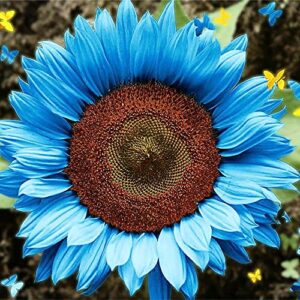 qauzuy garden 50 seeds blue dwarf sunflowers seeds miniature flower blooms- decorative sunflower seeds for planting home garden yard farm office decor