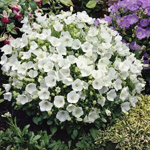 outsidepride bellflower campanula carpatica white garden flower plant seed – 10000 seeds