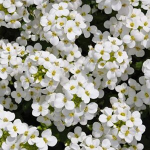 rockcress snow peak groundcover white perennial garden non-gmo 200 seeds