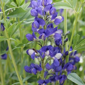 outsidepride perennial blue wild false indigo baptisia australis garden plant – 100 seeds