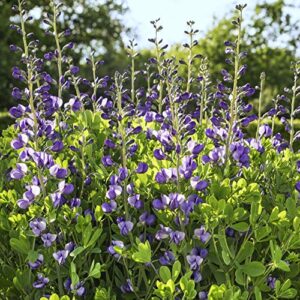 Outsidepride Perennial Blue Wild False Indigo Baptisia Australis Garden Plant - 100 Seeds