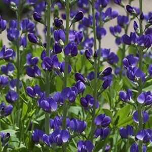 Outsidepride Perennial Blue Wild False Indigo Baptisia Australis Garden Plant - 100 Seeds