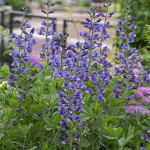 Outsidepride Perennial Blue Wild False Indigo Baptisia Australis Garden Plant - 100 Seeds