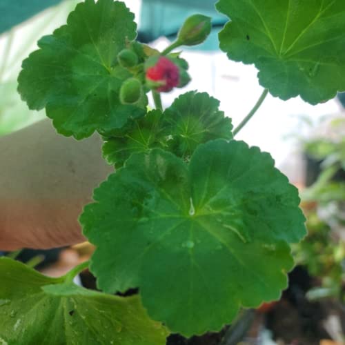 Geranium Red Flower Live Plants Garden Well Rooted Plant, 4 to 6 Inc Tall Plant