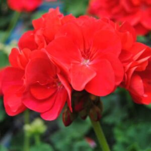 Geranium Red Flower Live Plants Garden Well Rooted Plant, 4 to 6 Inc Tall Plant