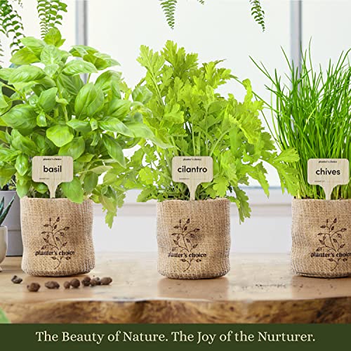 Herb Garden Starter Kit Deluxe - Culinary Herb Gardening Seeds for Indoor Home Planting with Wooden Gift Box - Perfect Kitchen Cooking Gift for Women or Men Gardener. Unusual Adult Plant Growing Gifts