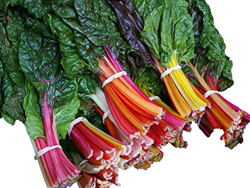 Chard Swiss Rainbow Seeds Grow Unique Red Pink Yellow Green Zellajake Farm and Garden Carries All The Seeds That You Need! 166C (450+ Seeds, or 1/4 oz)