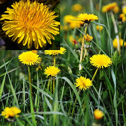 MOKALALA 2000 Pcs Dandelion Seeds | Non-GMO | Open Pollinated Seeds Herb Plant for Home Garden Planting, Fresh Garden Seeds, Gardeners Choice!