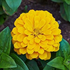 david’s garden seeds flower zinnia solid color canary bird fba-1158 (yellow) 200 non-gmo, heirloom seeds