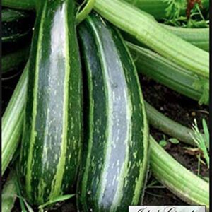 "Cocozelle Zucchini" Summer Squash Seeds for Planting, 50+ Heirloom Seeds Per Packet, (Isla's Garden Seeds), Non GMO Seeds, Botanical Name: Cucurbita Pepo, Good Home Garden Gift