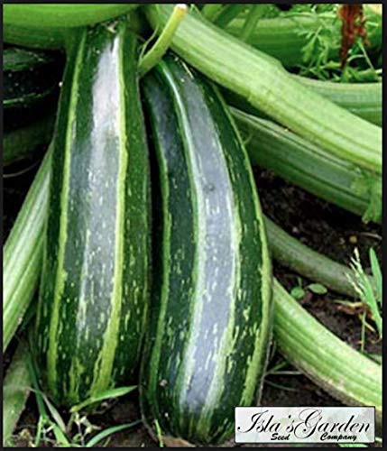 "Cocozelle Zucchini" Summer Squash Seeds for Planting, 50+ Heirloom Seeds Per Packet, (Isla's Garden Seeds), Non GMO Seeds, Botanical Name: Cucurbita Pepo, Good Home Garden Gift