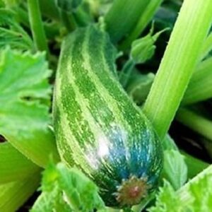 "Cocozelle Zucchini" Summer Squash Seeds for Planting, 50+ Heirloom Seeds Per Packet, (Isla's Garden Seeds), Non GMO Seeds, Botanical Name: Cucurbita Pepo, Good Home Garden Gift