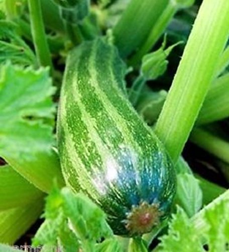 "Cocozelle Zucchini" Summer Squash Seeds for Planting, 50+ Heirloom Seeds Per Packet, (Isla's Garden Seeds), Non GMO Seeds, Botanical Name: Cucurbita Pepo, Good Home Garden Gift