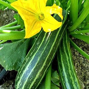 "Cocozelle Zucchini" Summer Squash Seeds for Planting, 50+ Heirloom Seeds Per Packet, (Isla's Garden Seeds), Non GMO Seeds, Botanical Name: Cucurbita Pepo, Good Home Garden Gift