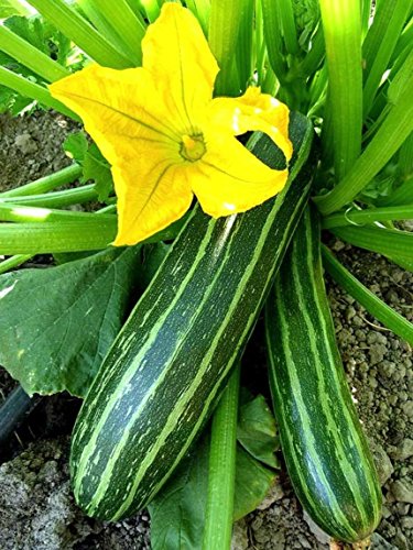 "Cocozelle Zucchini" Summer Squash Seeds for Planting, 50+ Heirloom Seeds Per Packet, (Isla's Garden Seeds), Non GMO Seeds, Botanical Name: Cucurbita Pepo, Good Home Garden Gift