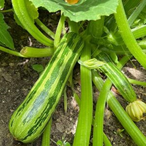 "Cocozelle Zucchini" Summer Squash Seeds for Planting, 50+ Heirloom Seeds Per Packet, (Isla's Garden Seeds), Non GMO Seeds, Botanical Name: Cucurbita Pepo, Good Home Garden Gift