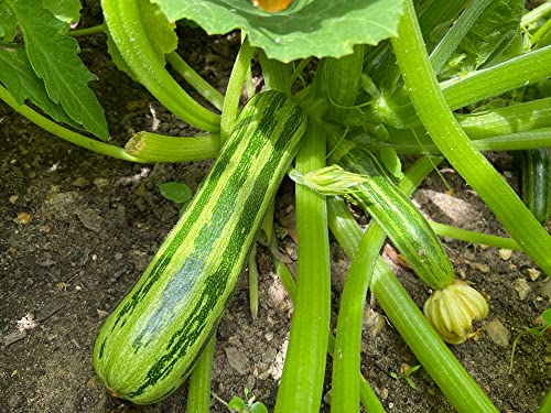 "Cocozelle Zucchini" Summer Squash Seeds for Planting, 50+ Heirloom Seeds Per Packet, (Isla's Garden Seeds), Non GMO Seeds, Botanical Name: Cucurbita Pepo, Good Home Garden Gift