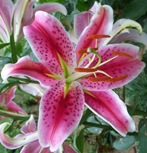 (4) large flowering stargazer lily bulbs. pink oriental lily, beautiful perennial for any garden, seeds*bulbs*plants*&more