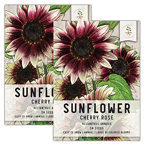 Seed Needs, Cherry Rose Sunflower Seeds for Planting (Beautiful Bi-Color Blooms Great for Cutting) Twin Pack of 50 Seeds Each - F1 Hybrid