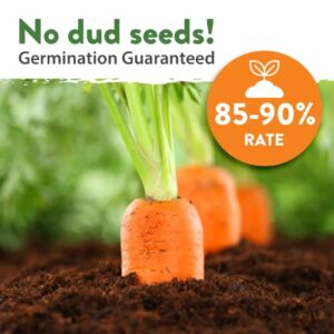 10 Heirloom Carrot Seeds - 2500+ Rainbow Carrot Seeds - High Germinating Vegetable Seeds Sourced in USA - Carrot Seeds for Planting Indoors or Outdoors Home Garden