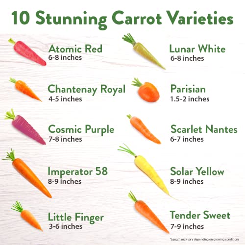 10 Heirloom Carrot Seeds - 2500+ Rainbow Carrot Seeds - High Germinating Vegetable Seeds Sourced in USA - Carrot Seeds for Planting Indoors or Outdoors Home Garden