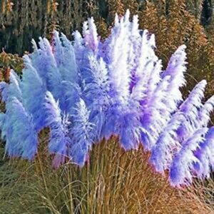 CHUXAY GARDEN Blue Pampas Grass-Cortaderia Selloana 100 Seeds Fast Growing Ornamental Grass for Landscaping or Decoration Decor Tall Privacy Plant