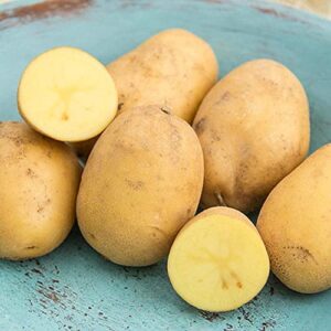 yukon gold seed potato, yukon gold seed potatoes, 5 lbs planting ornaments garden perennials simple to grow pots gift