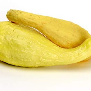 Crookneck Summer Squash Seeds for Planting, 30+ Heirloom Seeds Per Packet, (Isla's Garden Seeds), Non GMO Seeds, Botanical Name: Cucurbita moschata, Great Home Garden Gift