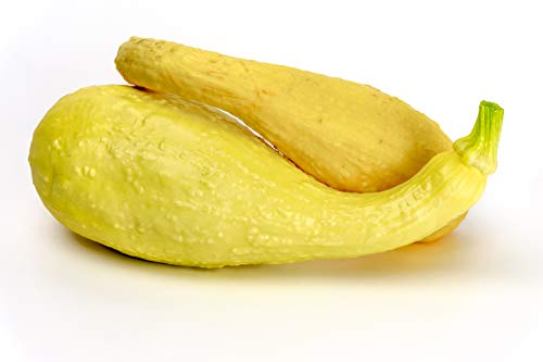 Crookneck Summer Squash Seeds for Planting, 30+ Heirloom Seeds Per Packet, (Isla's Garden Seeds), Non GMO Seeds, Botanical Name: Cucurbita moschata, Great Home Garden Gift