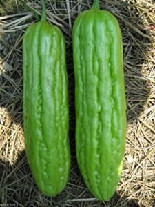 bitter gourds seeds (asian vegetable)”green skin” – 8-10″ long – balsam pear(25 seeds)