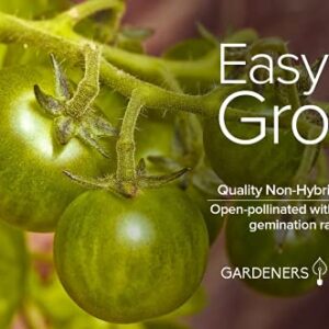 Green Zebra Tomato Seeds for Planting Heirloom Non-GMO Seeds for Home Garden Vegetables Makes a Great Gift for Gardening by Gardeners Basics