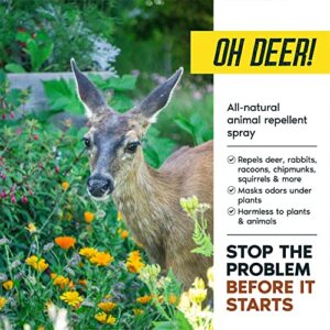 Zone Protects Oh Deer! Deer and Animal Repellent Spray. Gallon with Trigger Sprayer. Keeps Deer and Rabbits from Your Garden. Deer Repellent. Rabbit Repellent.