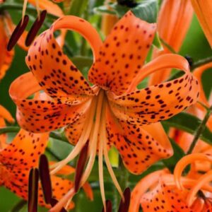 Votaniki Giant Lancifolium Tiger Lily Bulbs | Fragrant, Vibrant Colors | Easy to Grow | Perfect for Garden Borders, Cut Flowers, and Naturalizing (4 Pack)