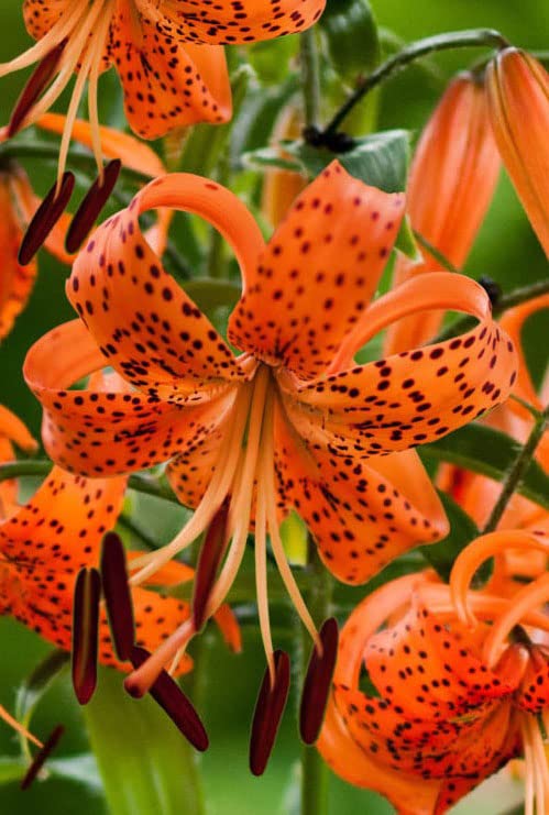 Votaniki Giant Lancifolium Tiger Lily Bulbs | Fragrant, Vibrant Colors | Easy to Grow | Perfect for Garden Borders, Cut Flowers, and Naturalizing (4 Pack)