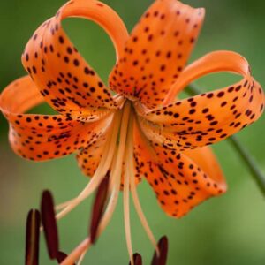 Votaniki Giant Lancifolium Tiger Lily Bulbs | Fragrant, Vibrant Colors | Easy to Grow | Perfect for Garden Borders, Cut Flowers, and Naturalizing (4 Pack)