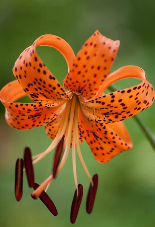 Votaniki Giant Lancifolium Tiger Lily Bulbs | Fragrant, Vibrant Colors | Easy to Grow | Perfect for Garden Borders, Cut Flowers, and Naturalizing (4 Pack)