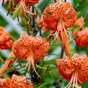 Votaniki Giant Lancifolium Tiger Lily Bulbs | Fragrant, Vibrant Colors | Easy to Grow | Perfect for Garden Borders, Cut Flowers, and Naturalizing (4 Pack)