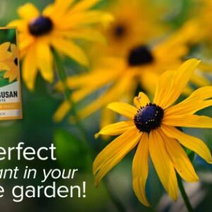 Black Eyed Susan Seeds for Planting - Rudbeckia Hirta Flower Seeds for Cut Flower Gardens Beautiful Yellow and Black Flowers to Grow in Your Garden by Gardeners Basics