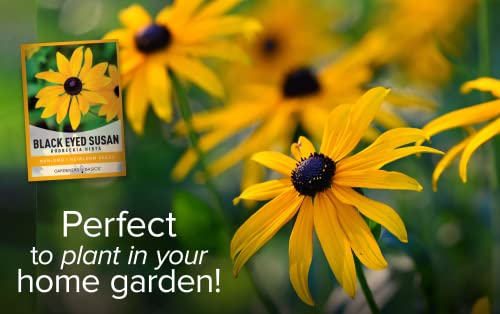 Black Eyed Susan Seeds for Planting - Rudbeckia Hirta Flower Seeds for Cut Flower Gardens Beautiful Yellow and Black Flowers to Grow in Your Garden by Gardeners Basics