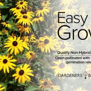 Black Eyed Susan Seeds for Planting - Rudbeckia Hirta Flower Seeds for Cut Flower Gardens Beautiful Yellow and Black Flowers to Grow in Your Garden by Gardeners Basics