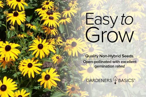 Black Eyed Susan Seeds for Planting - Rudbeckia Hirta Flower Seeds for Cut Flower Gardens Beautiful Yellow and Black Flowers to Grow in Your Garden by Gardeners Basics