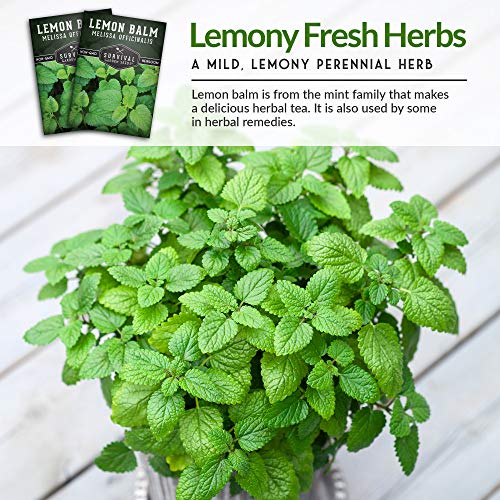 Survival Garden Seeds - Lemon Balm Seed for Planting - Packet with Instructions to Plant and Grow Melissa Officinalis in Your Home Vegetable Garden - Non-GMO Heirloom Variety