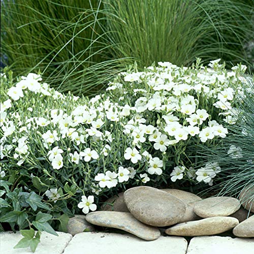 Outsidepride Perennial Arenaria Montana Alpine, Rock Garden, Or Ground Cover Plant - 2000 Seeds