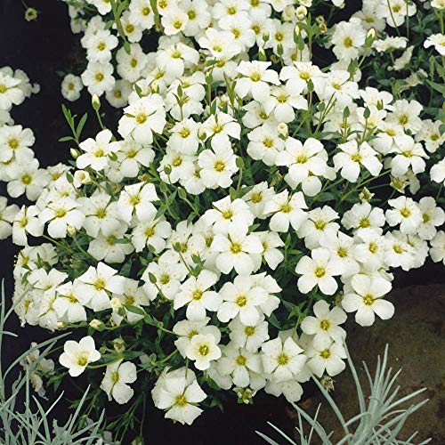 Outsidepride Perennial Arenaria Montana Alpine, Rock Garden, Or Ground Cover Plant - 2000 Seeds