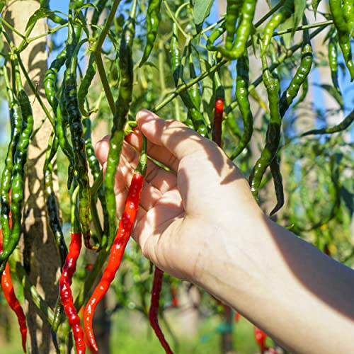 The Old Farmer's Almanac Organic Cayenne Pepper Seeds (Long Slim) - Approx 30 Seeds - Certified Organic, Non-GMO, Open Pollinated, Heirloom