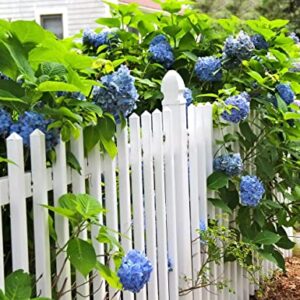 100+ Mixed Hydrangea Seeds for Planting Fast Growing Shrub Flowers Bush Plants Beautiful Smell Outdoor Garden Decor Home Perennial