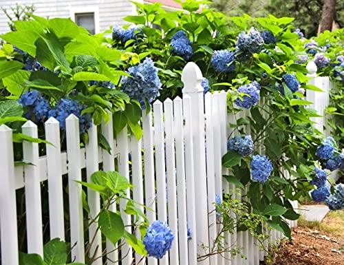 100+ Mixed Hydrangea Seeds for Planting Fast Growing Shrub Flowers Bush Plants Beautiful Smell Outdoor Garden Decor Home Perennial