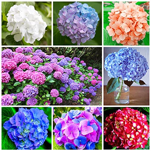 100+ Mixed Hydrangea Seeds for Planting Fast Growing Shrub Flowers Bush Plants Beautiful Smell Outdoor Garden Decor Home Perennial