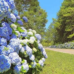 100+ Mixed Hydrangea Seeds for Planting Fast Growing Shrub Flowers Bush Plants Beautiful Smell Outdoor Garden Decor Home Perennial