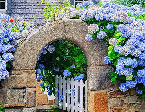 100+ Mixed Hydrangea Seeds for Planting Fast Growing Shrub Flowers Bush Plants Beautiful Smell Outdoor Garden Decor Home Perennial